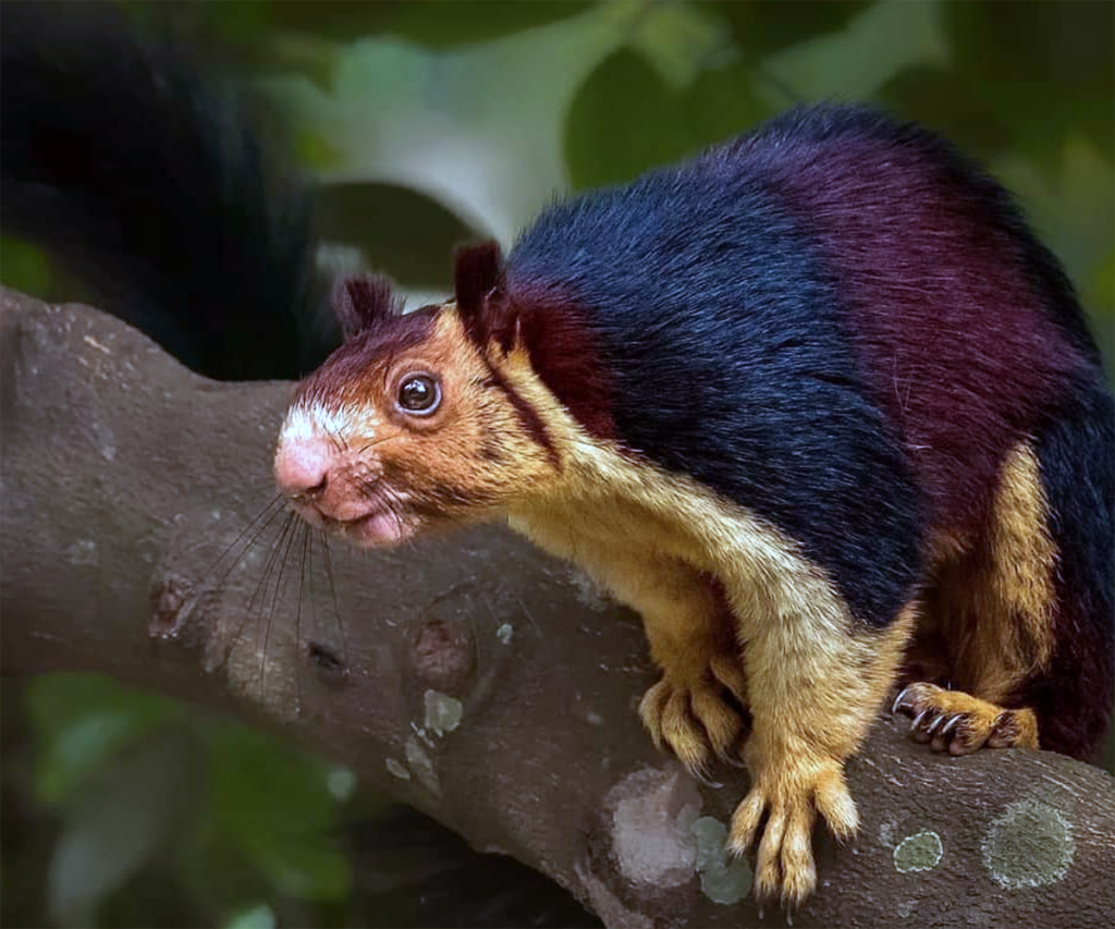 The Malabar giant multicolored squirrel is so beautiful, people can’t ...